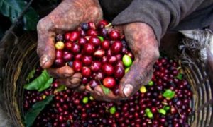 How You Can Be A Fruitful Witness - Bridges International